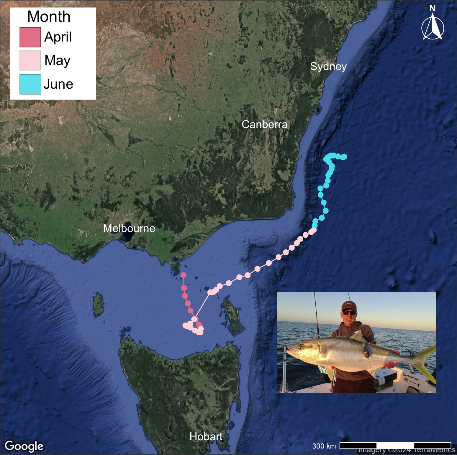 The secret lives of kingfish in eastern Australia - VRFish