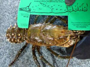 Get ready for Murray crayfish season - VRFish